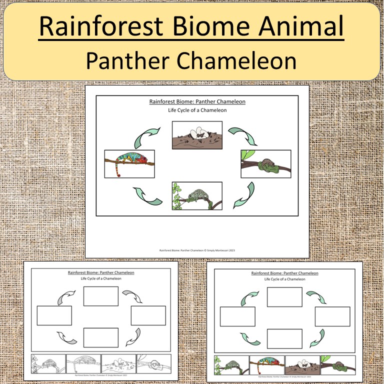 Rainforest Biome Animal: Panther Chameleon | Made By Teachers