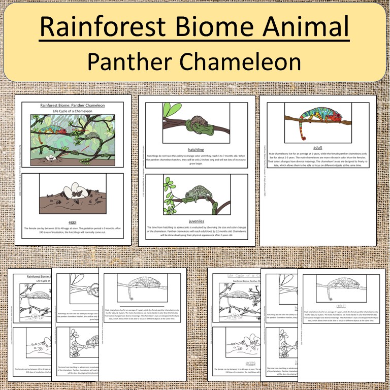 Rainforest Biome Animal: Panther Chameleon | Made By Teachers