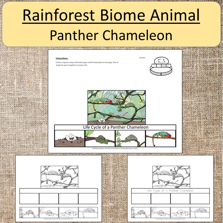 Rainforest Biome Animal: Panther Chameleon | Made By Teachers