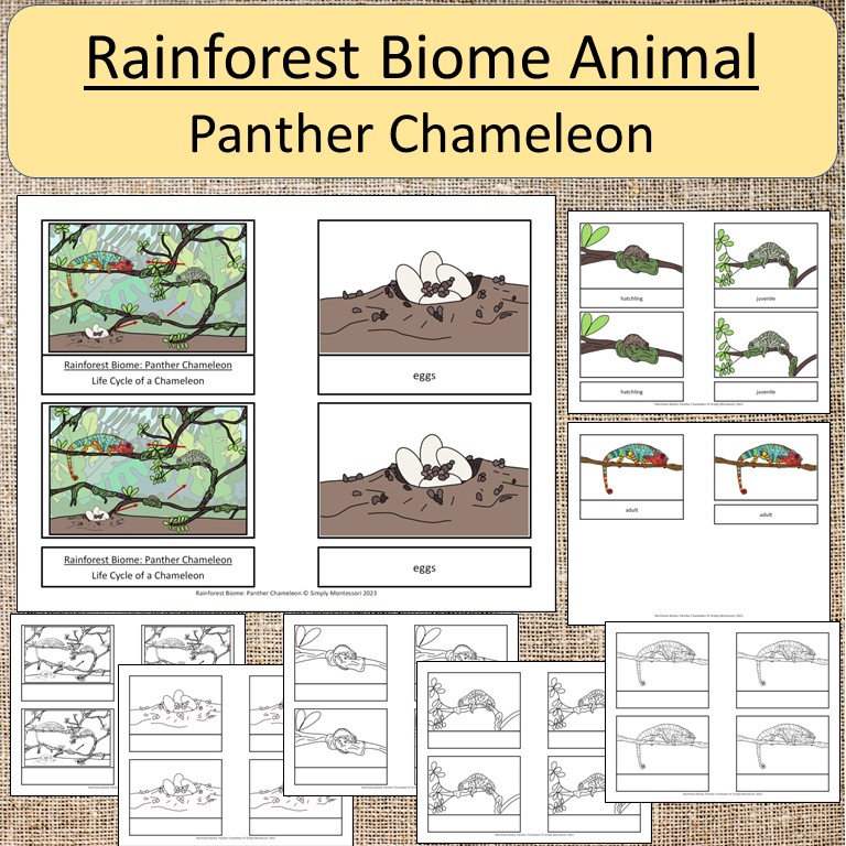 Rainforest Biome Animal: Panther Chameleon | Made By Teachers