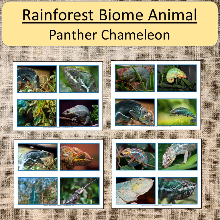 Rainforest Biome Animal: Panther Chameleon | Made By Teachers