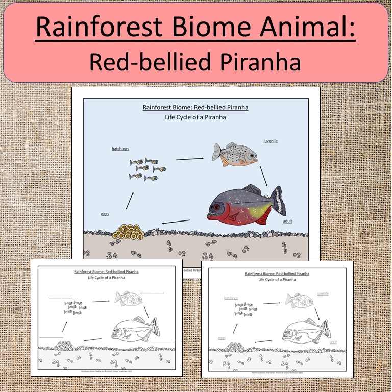 Rainforest Biome Animal: Red-bellied Piranha fish study | Made By Teachers