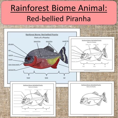 Rainforest Biome Animal: Red-bellied Piranha fish study | Made By Teachers