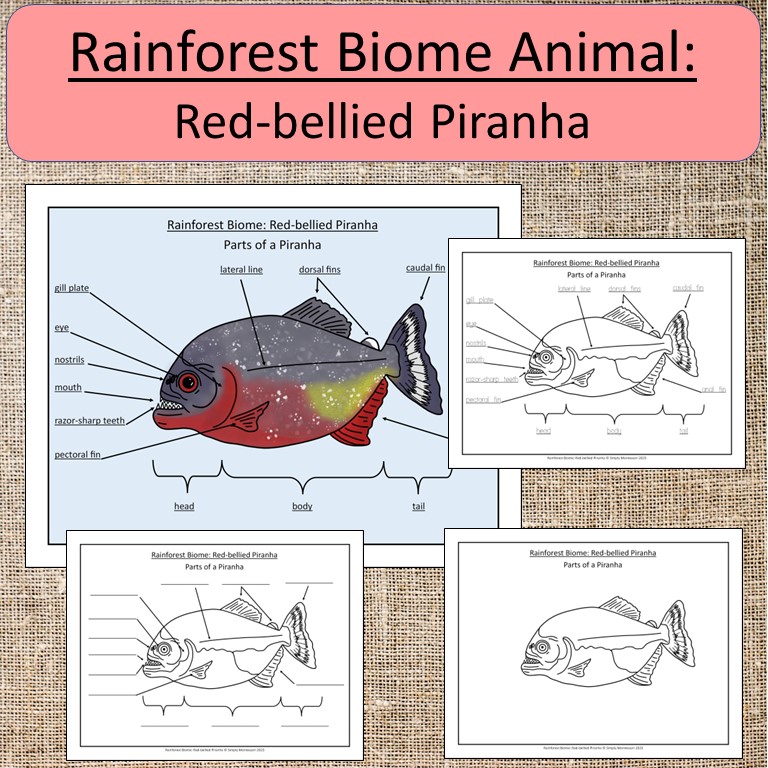 Rainforest Biome Animal: Red-bellied Piranha fish study | Made By Teachers