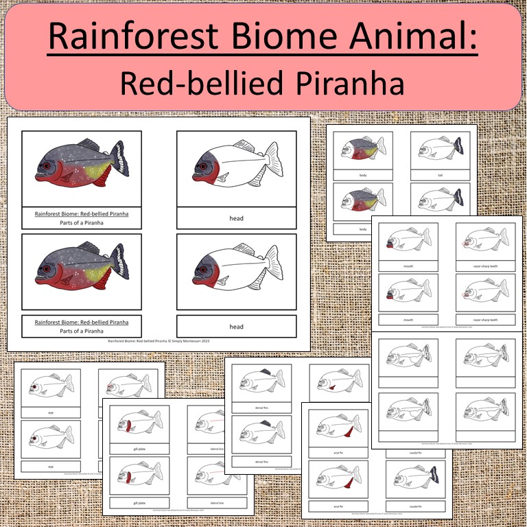 Rainforest Biome Animal: Red-bellied Piranha fish study | Made By Teachers