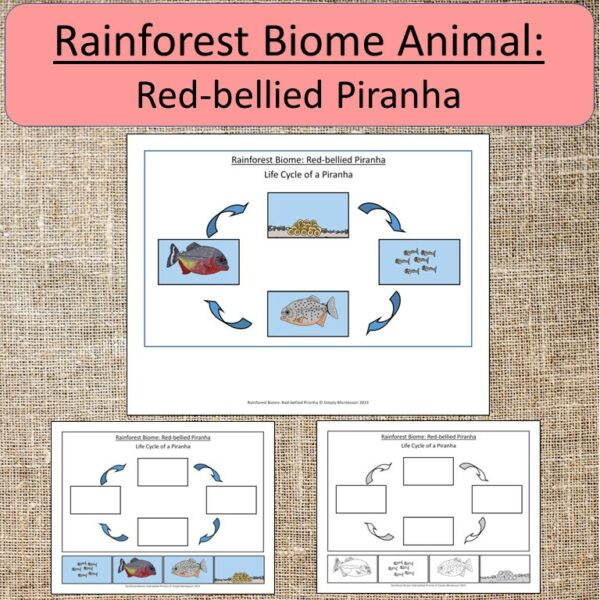 Rainforest Biome Animal: Red-bellied Piranha fish study | Made By Teachers