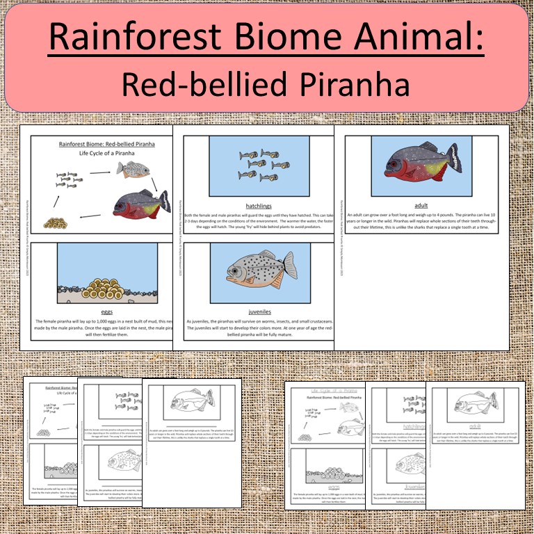 Rainforest Biome Animal: Red-bellied Piranha fish study | Made By Teachers