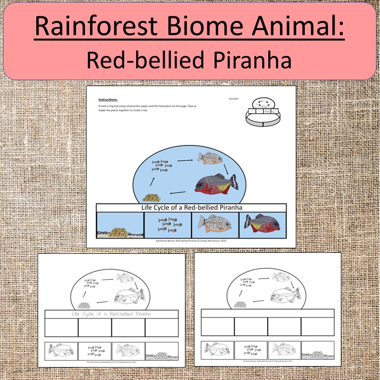 Rainforest Biome Animal: Red-bellied Piranha fish study | Made By Teachers