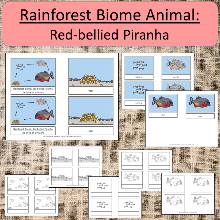 Rainforest Biome Animal: Red-bellied Piranha fish study | Made By Teachers