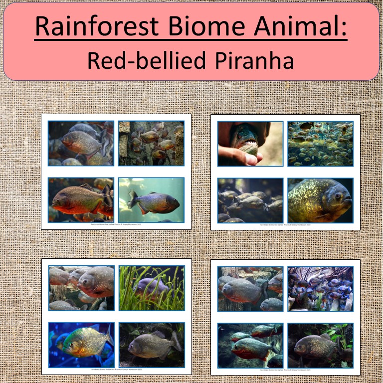 Rainforest Biome Animal: Red-bellied Piranha fish study | Made By Teachers