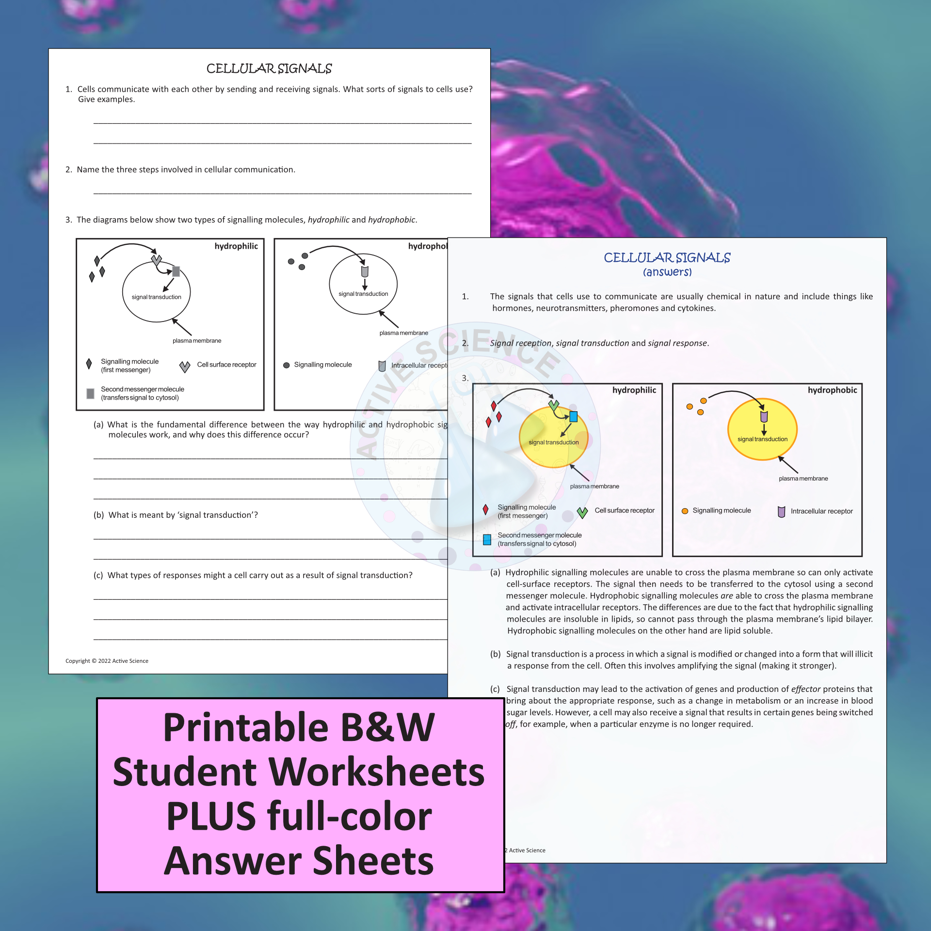 Cell Communication: hydrophilic & hydrophobic signals, apoptosis (US ...