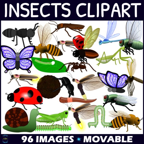 Insects and Bugs Clipart | Made By Teachers