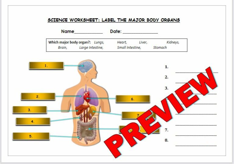 Science Worksheet: Label The Vital Organs Of The Human Body | Made By ...