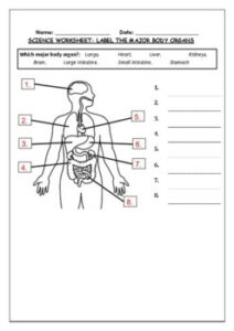 Science Worksheet: Label The Major Organs Of The Human Body | Made By ...