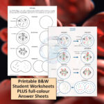 Cell Division: mitosis, meiosis and binary fission | Made By Teachers