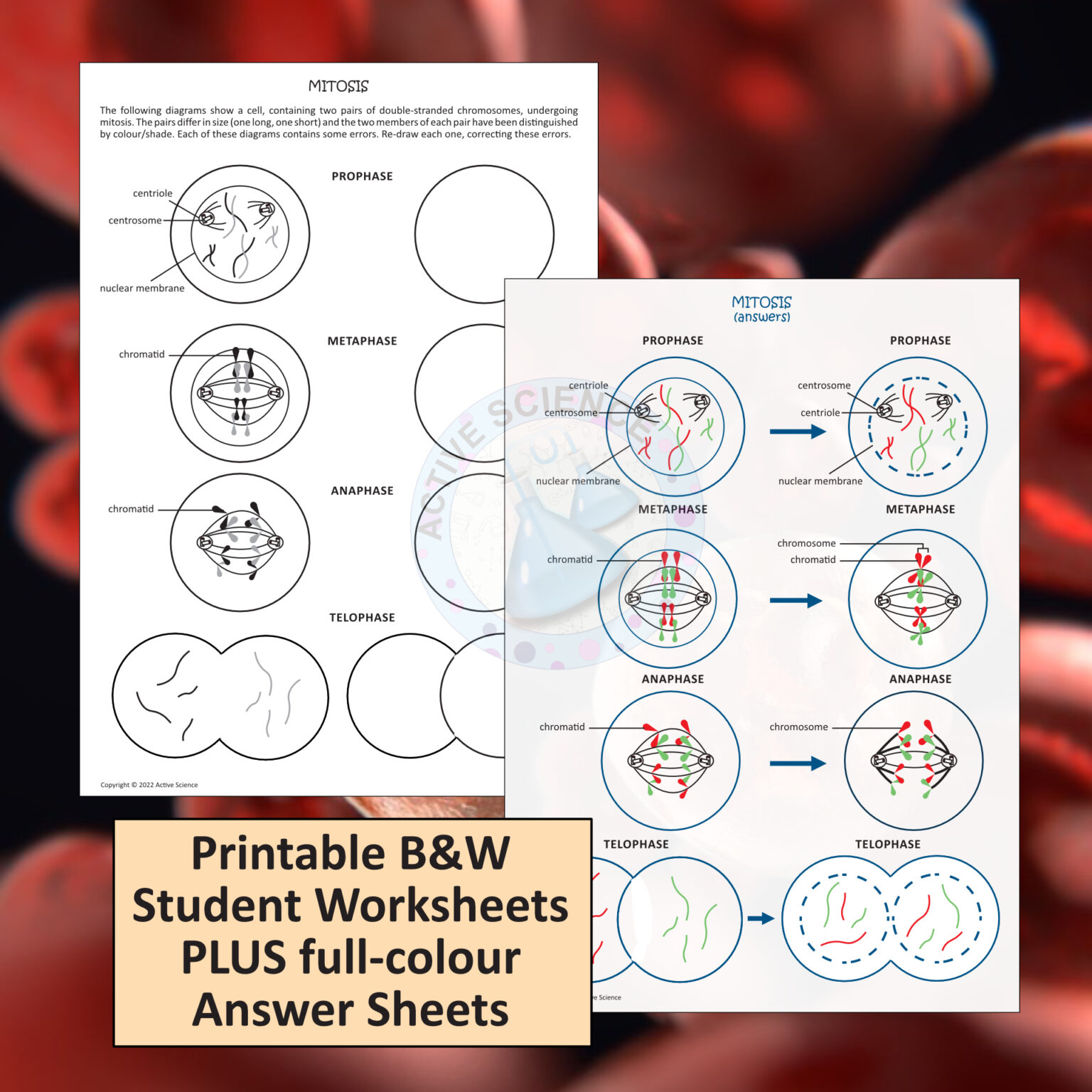 Cell Division: mitosis, meiosis and binary fission | Made By Teachers