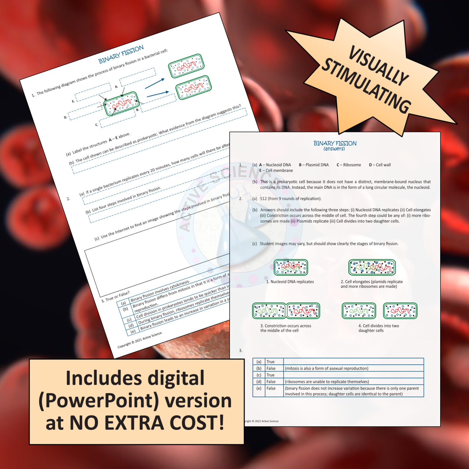 Cell Division: mitosis, meiosis and binary fission | Made By Teachers