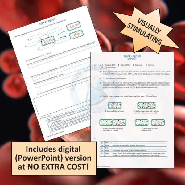 Cell Division: mitosis, meiosis and binary fission | Made By Teachers