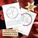 Cell Division: mitosis, meiosis and binary fission | Made By Teachers