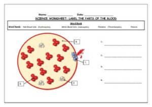 Science Worksheet: Label The Parts Of The Blood | Made By Teachers