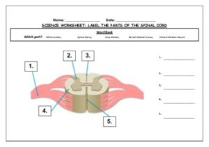Science Worksheet: Label Parts Of The Spinal Cord | Made By Teachers