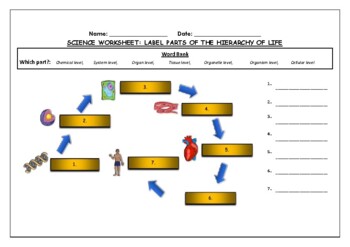 Science Worksheet: The Hierachy Of Life | Made By Teachers