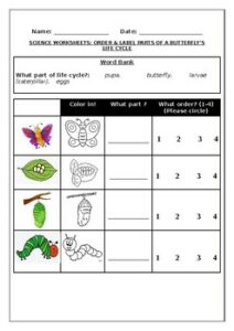 Science worksheets: Order & Label parts of a Butterfly's life cycle ...