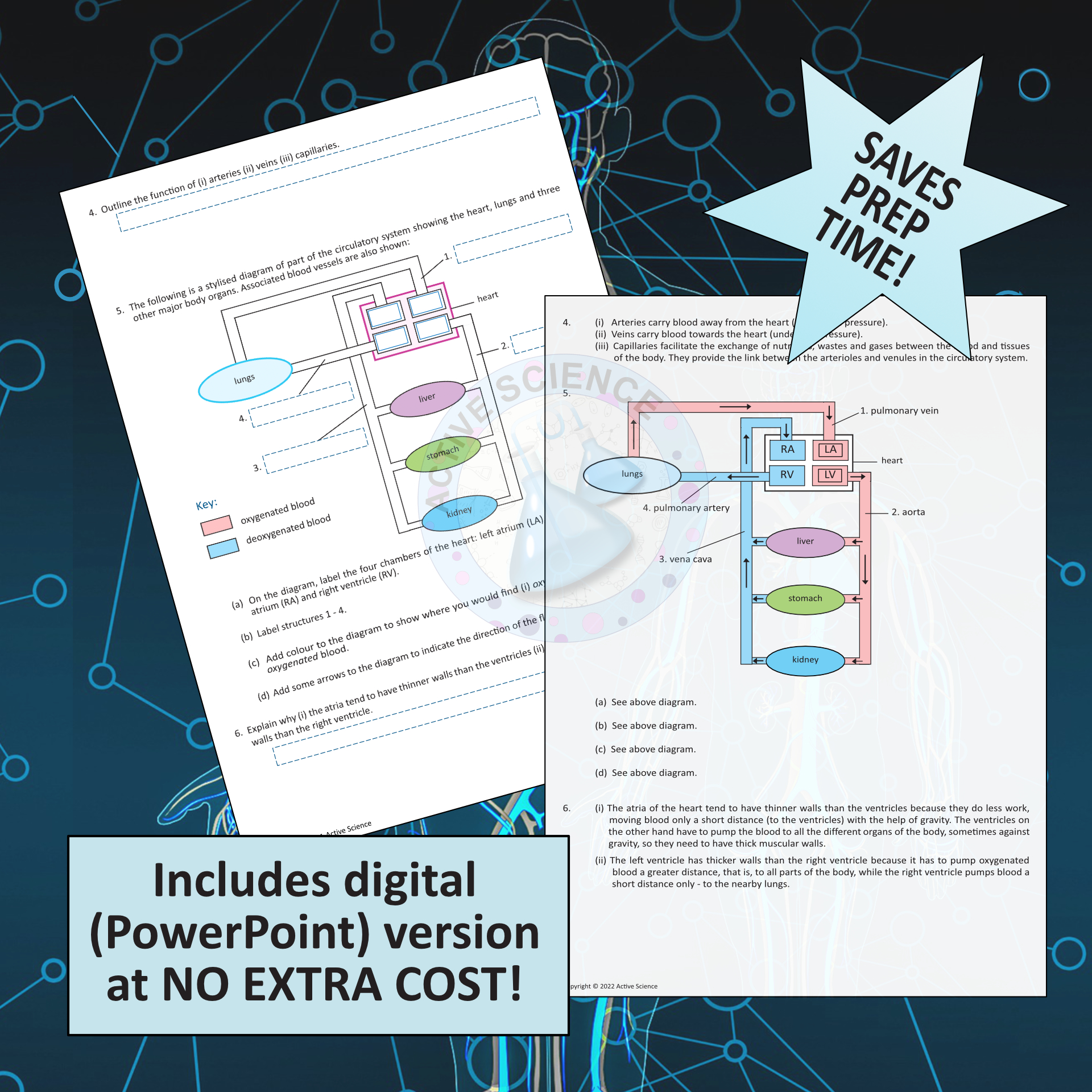 Circulatory System | Made By Teachers
