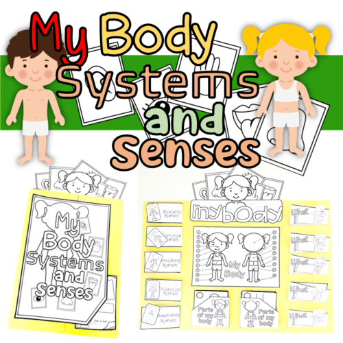 My Body Systems And Senses Lapbook | Made By Teachers