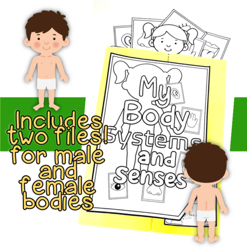 My Body Systems And Senses Lapbook | Made By Teachers