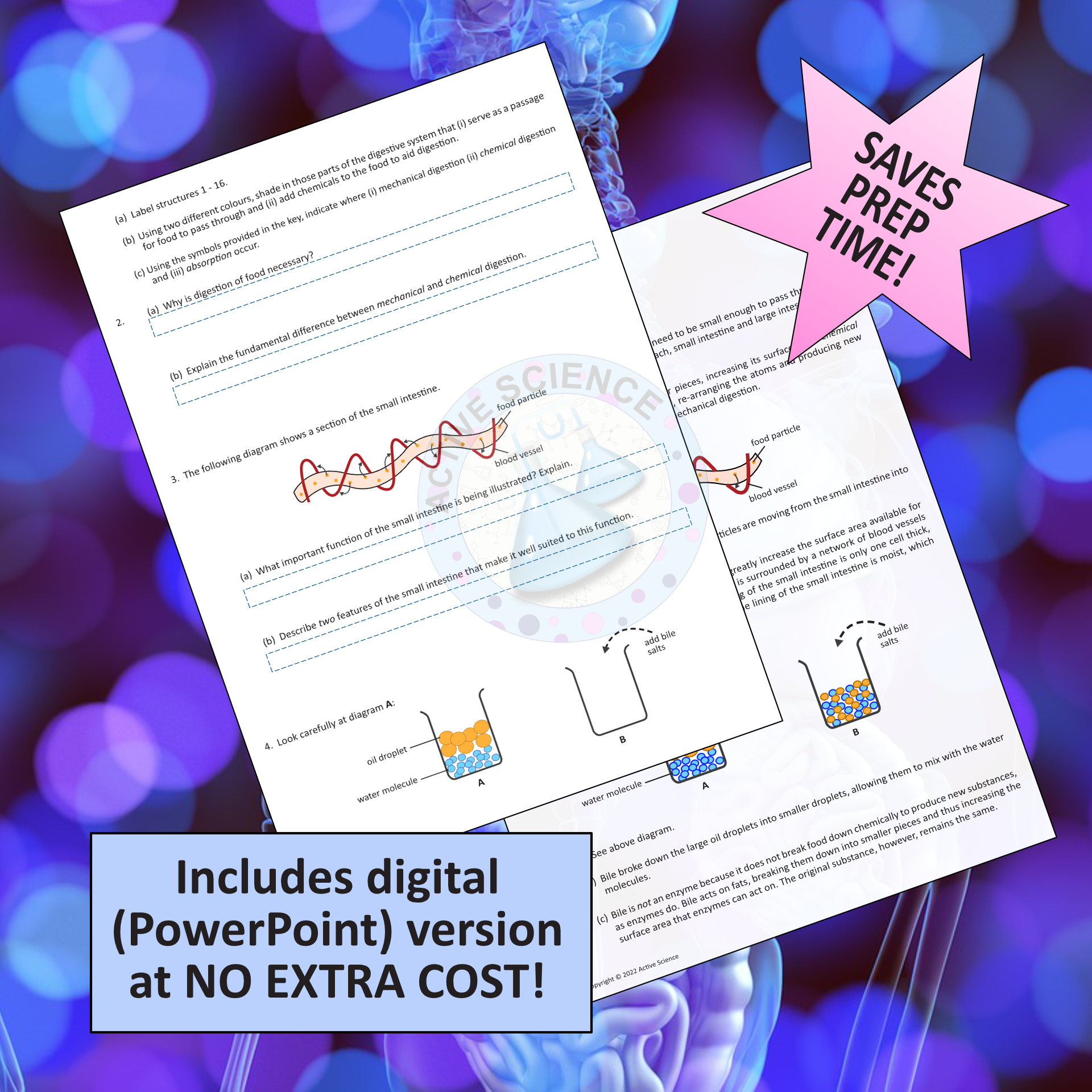 The Digestive System | Made By Teachers