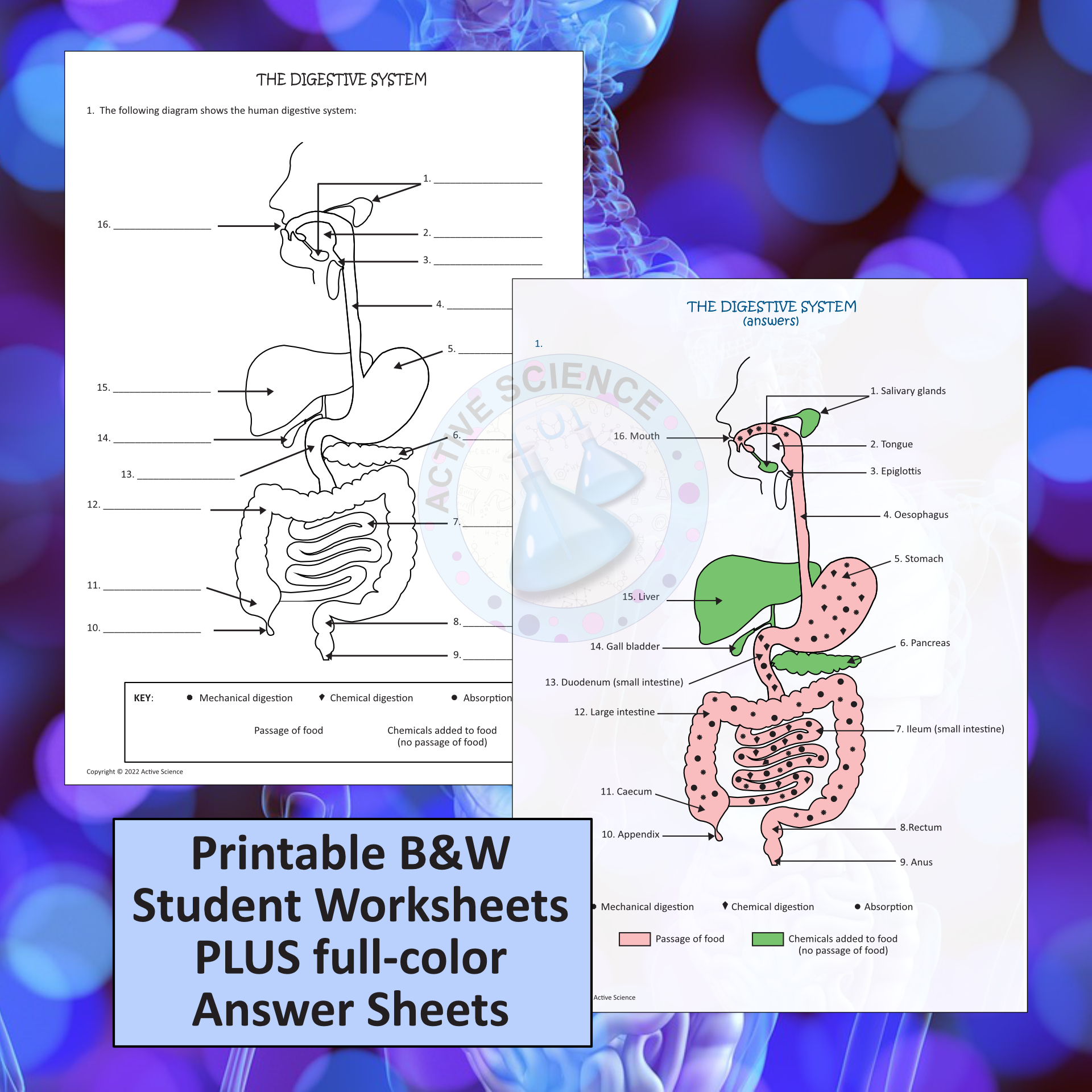 The Digestive System (US edition) | Made By Teachers