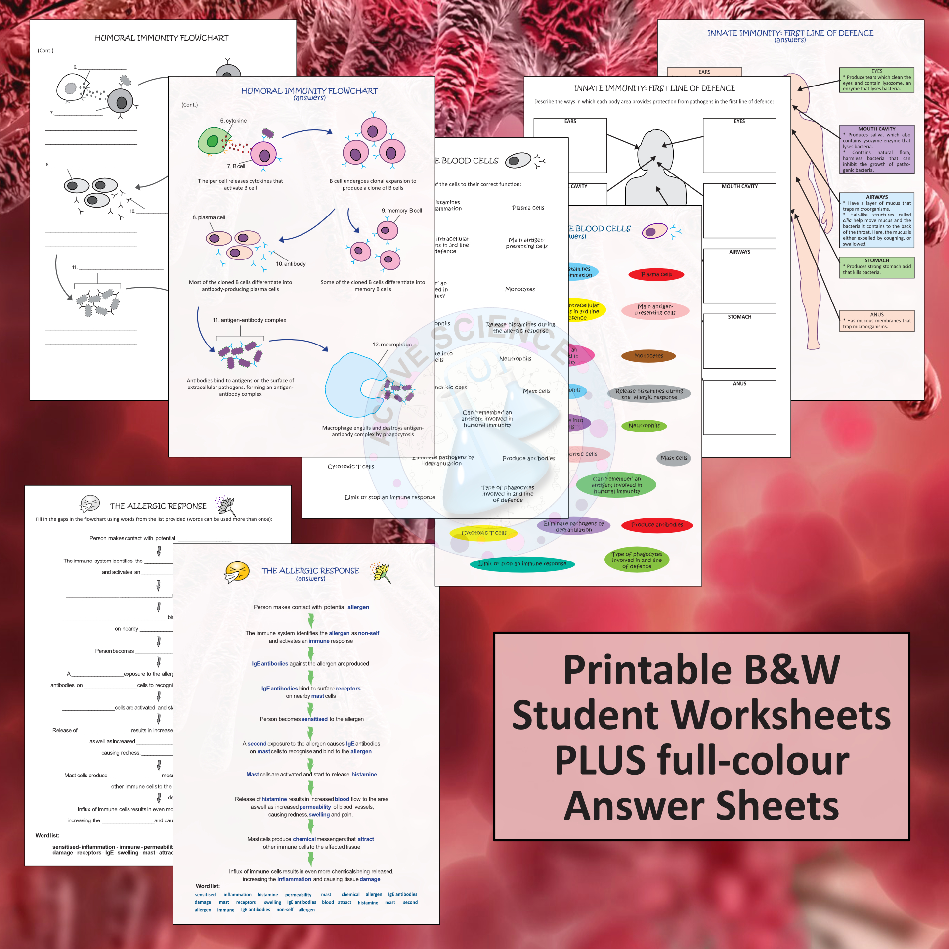 The Immune System: 1st, 2nd and 3rd lines of defence | Made By Teachers