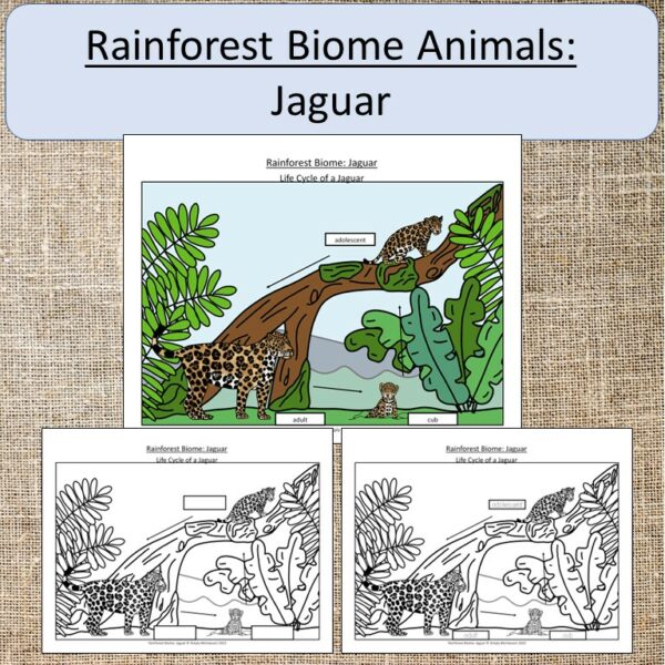 Rainforest Biome Animal: Jaguar | Made By Teachers