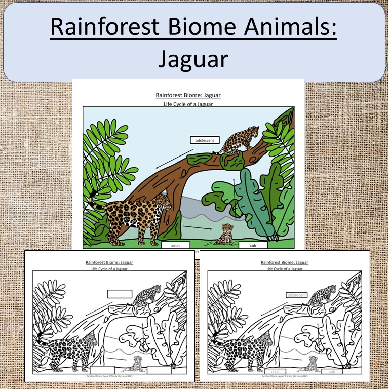 Rainforest Biome Animals