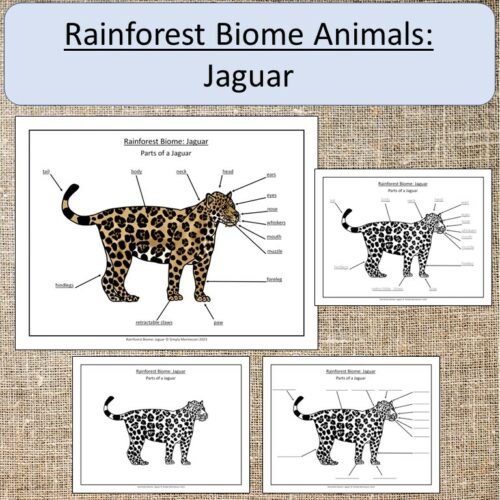 Rainforest Biome Animal: Jaguar | Made By Teachers