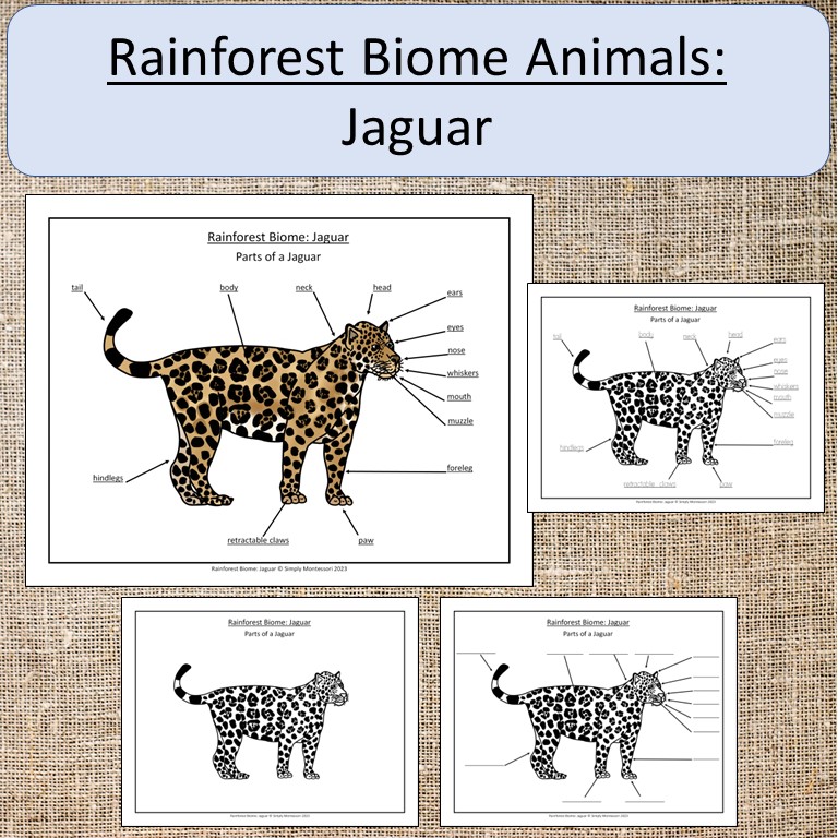 Rainforest Biome Animal: Jaguar | Made By Teachers