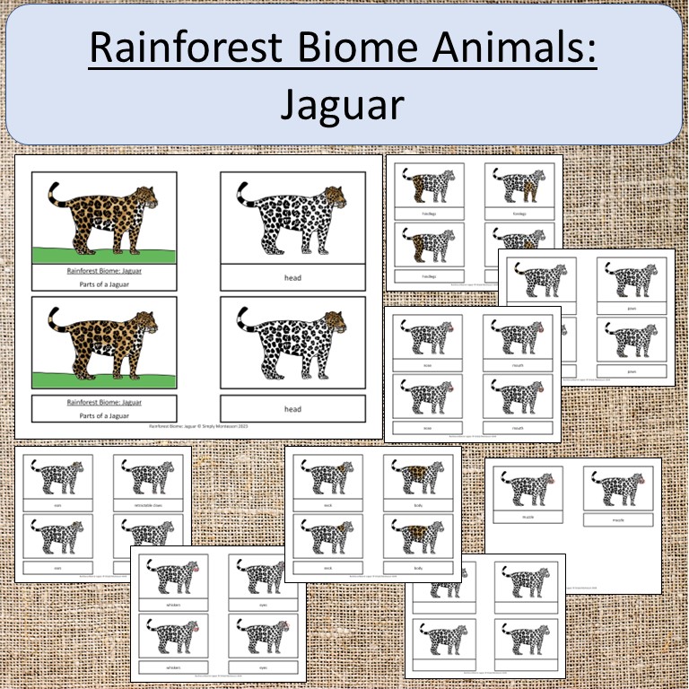 Rainforest Biome Animal: Jaguar | Made By Teachers