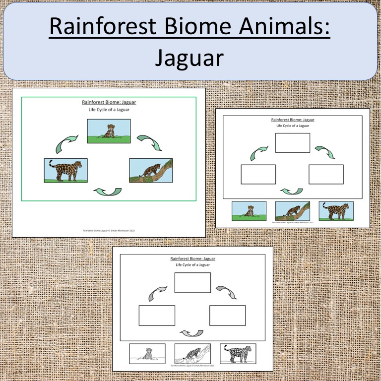 Rainforest Biome Animal: Jaguar | Made By Teachers