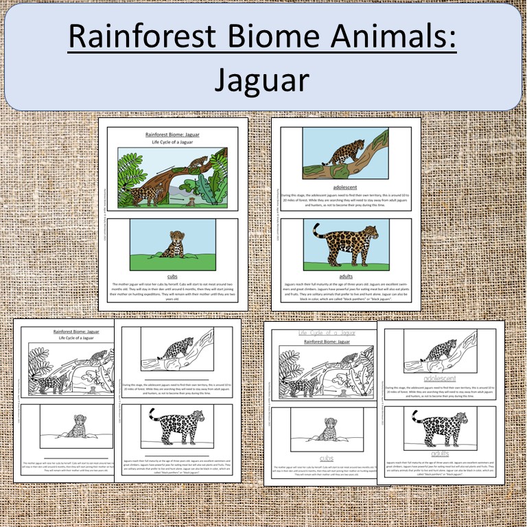 Rainforest Biome Animal: Jaguar | Made By Teachers