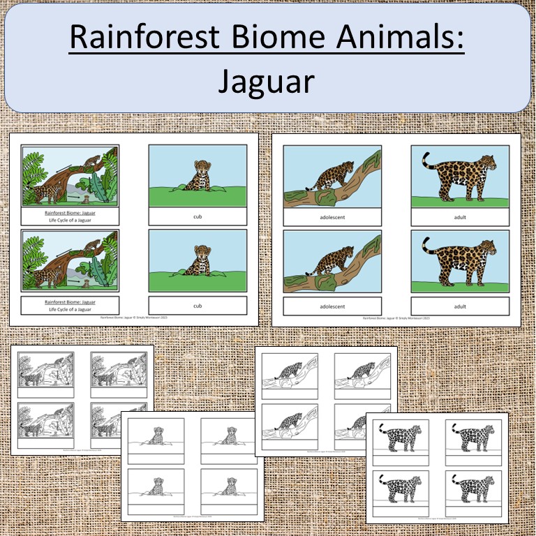 Rainforest Biome Animal: Jaguar | Made By Teachers