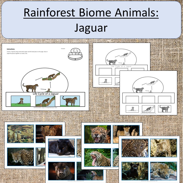 Rainforest Biome Animal: Jaguar | Made By Teachers