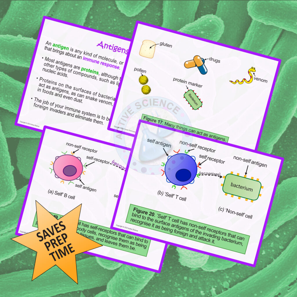 Pathogens and Antigens (PDF Presentation) US Edition | Made By Teachers