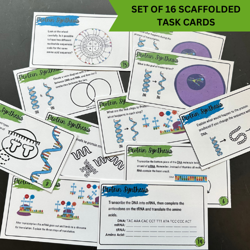 Scaffolded Protein Synthesis Task Cards | Made By Teachers