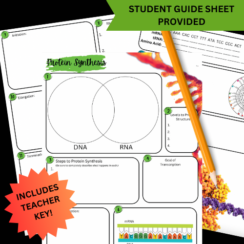 Scaffolded Protein Synthesis Task Cards | Made By Teachers