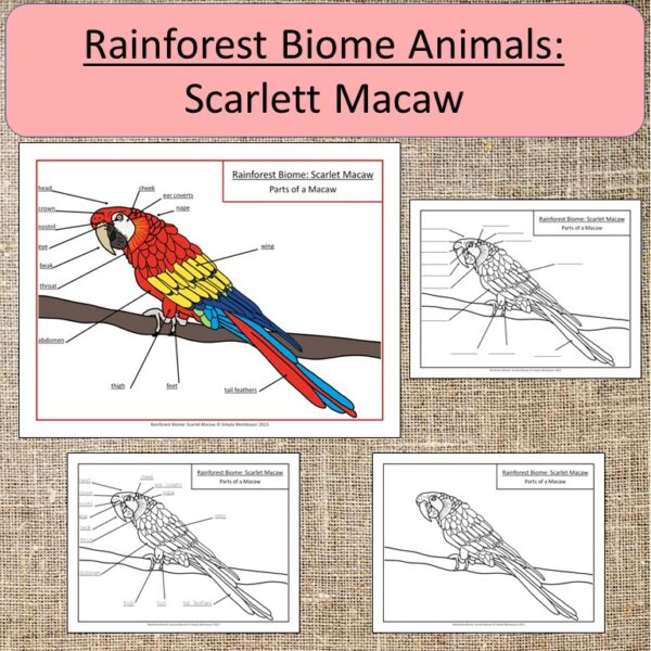 Rainforest Biome Animal: Scarlet Macaw | Made By Teachers