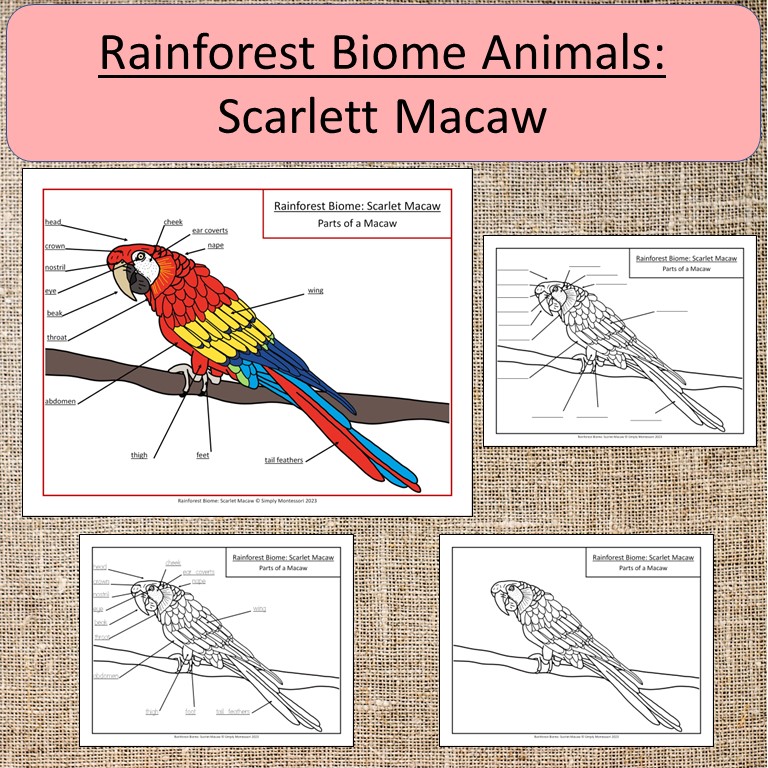 Rainforest Biome Animal: Scarlet Macaw | Made By Teachers