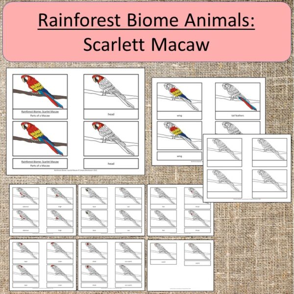Rainforest Biome Animal: Scarlet Macaw | Made By Teachers