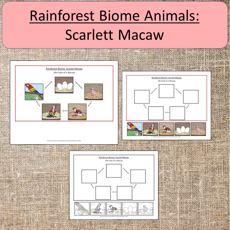 Rainforest Biome Animal: Scarlet Macaw | Made By Teachers