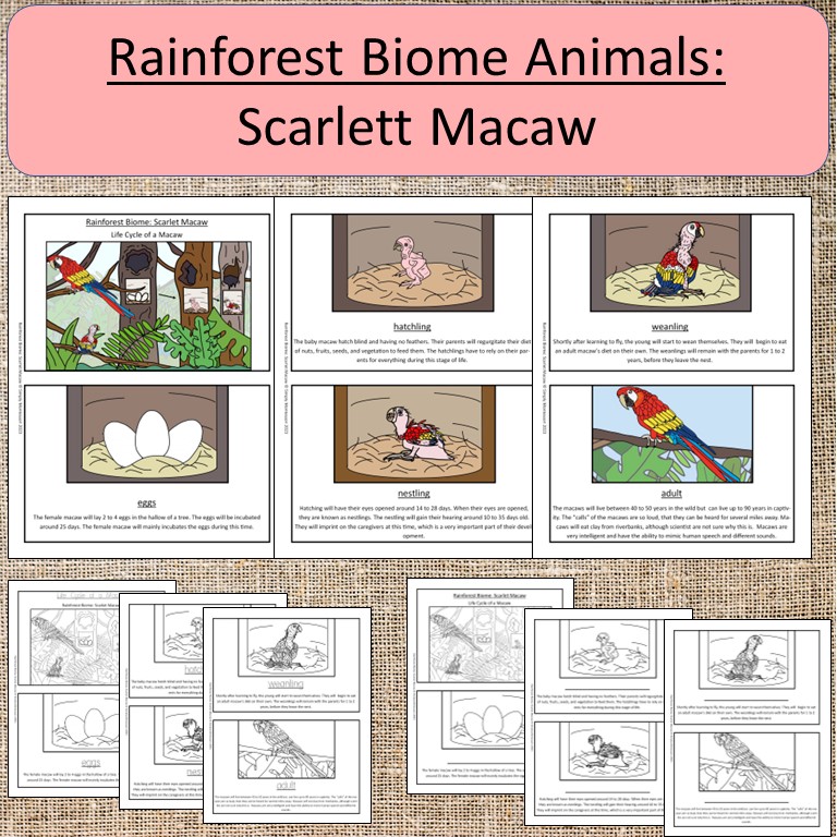 Rainforest Biome Animal: Scarlet Macaw | Made By Teachers